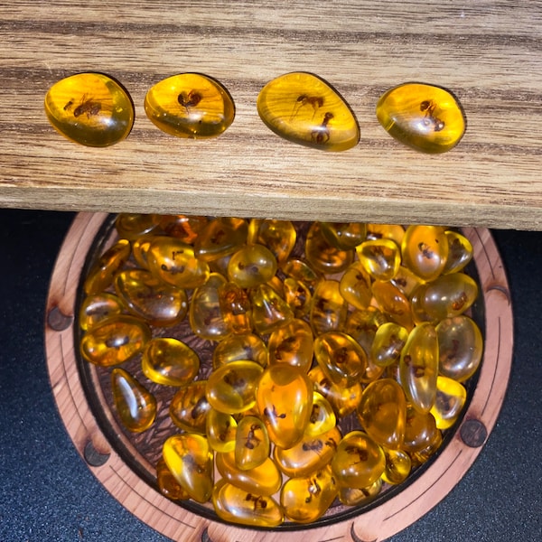 Amber With Bugs in It - Etsy