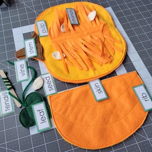 Parts of a Pumpkin Felt Puzzle, Squash Fruit Life Cycle, Montessori ...