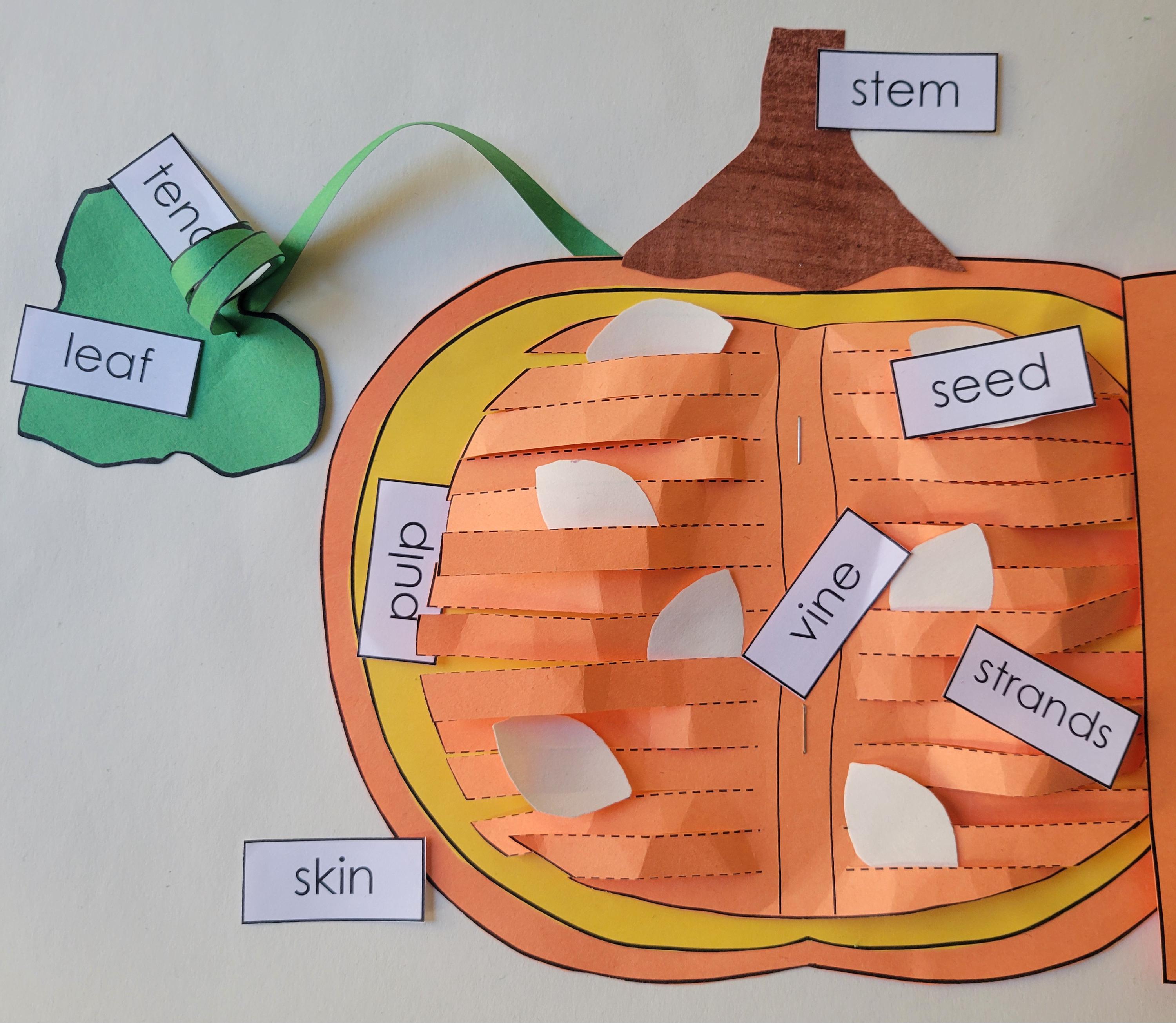 Parts of a Pumpkin Printable Worksheet, Montessori Prek Science ...