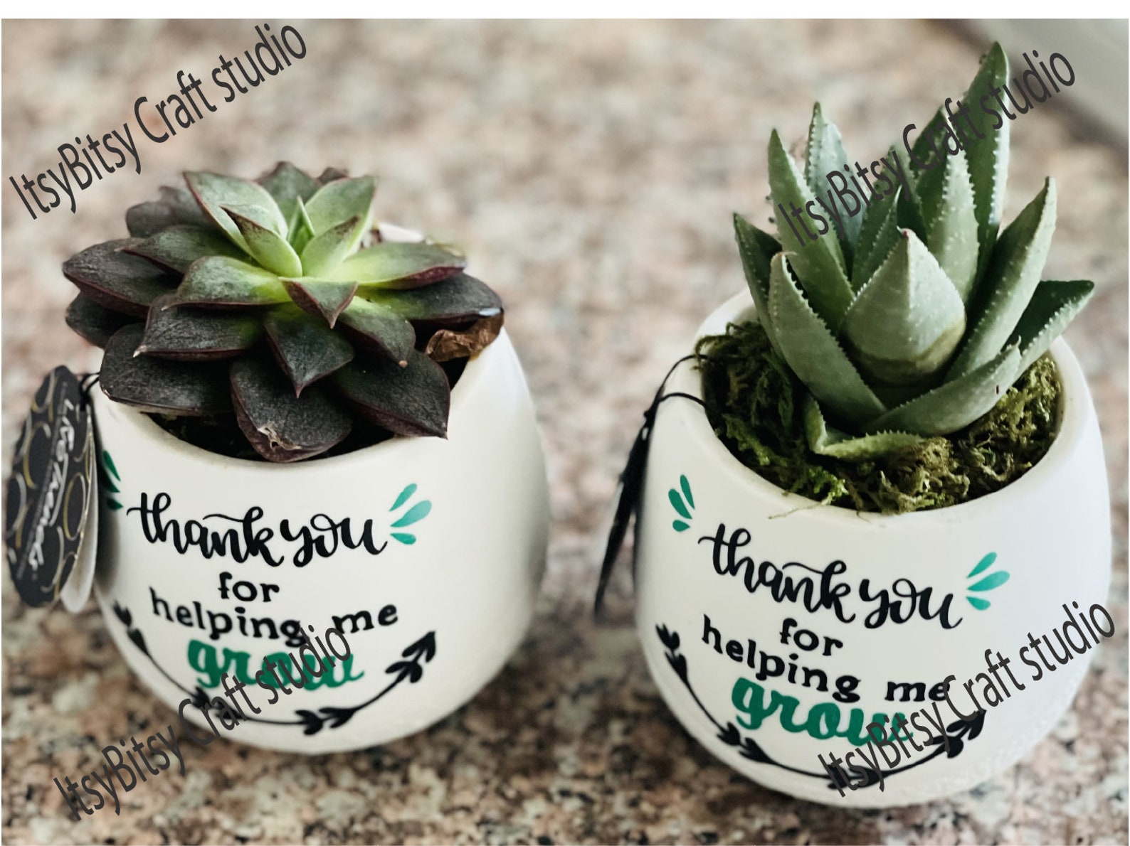 Succulent for Teachers, Teachers Appreciation Gift, End of Year Teacher ...