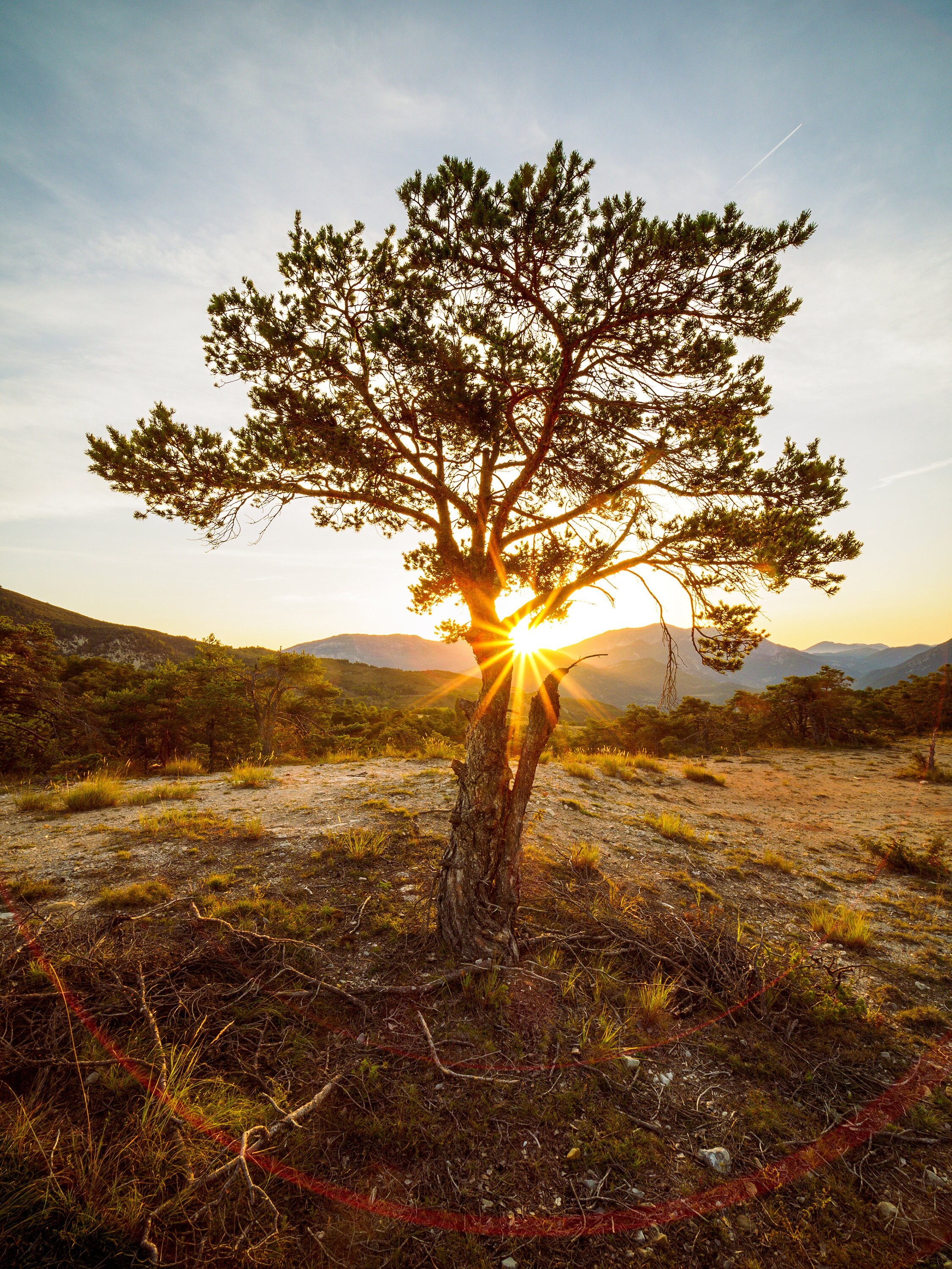 Landscape Photography Pine Tree Landscape Pictures Yoga Meditation ...