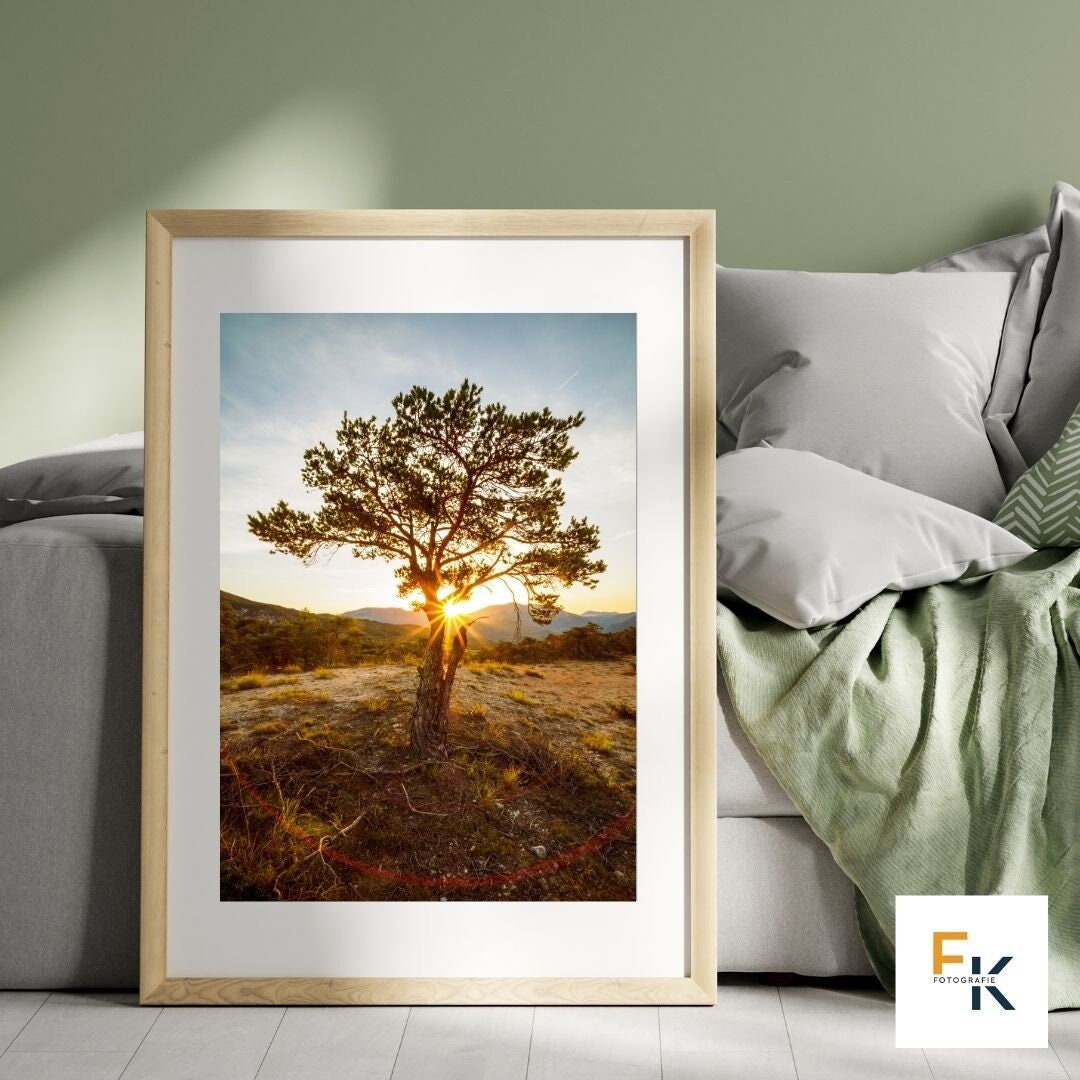 Landscape Photography Pine Tree Landscape Pictures Yoga Meditation ...