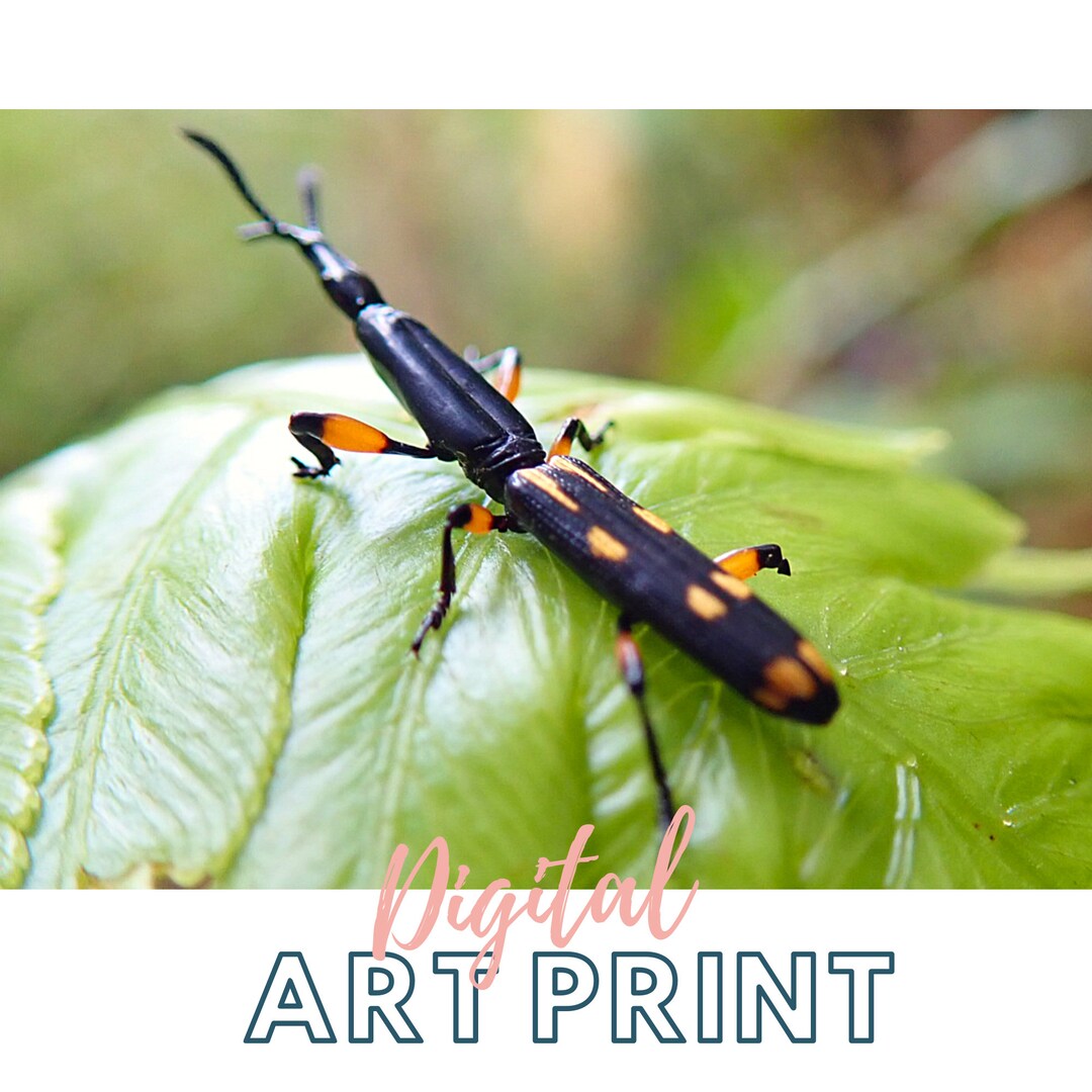 Stick Insect Outdoor Nature Photography Instant Digital Download - Etsy