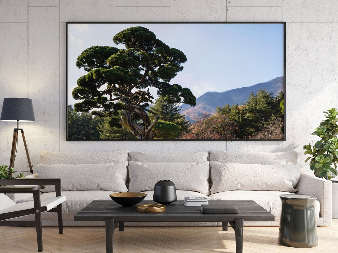 1000 Year Old Juniper Tree in Garden of the Morning Calm in South Korea ...