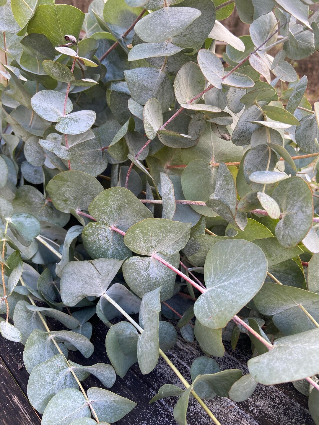 Eukalyptus | Eukalyptus Cinerea | frisches Grün | frische Zweige ...