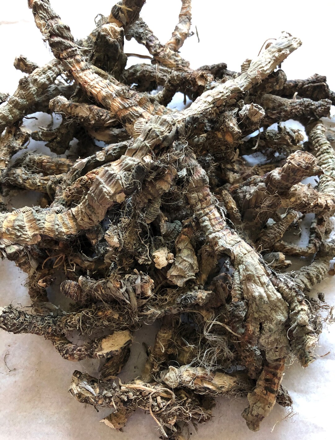 Rat Root Acorus Calamus Gladdon Beewort Root Medicinal Root Native ...