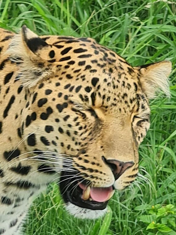 Laughing Leopard