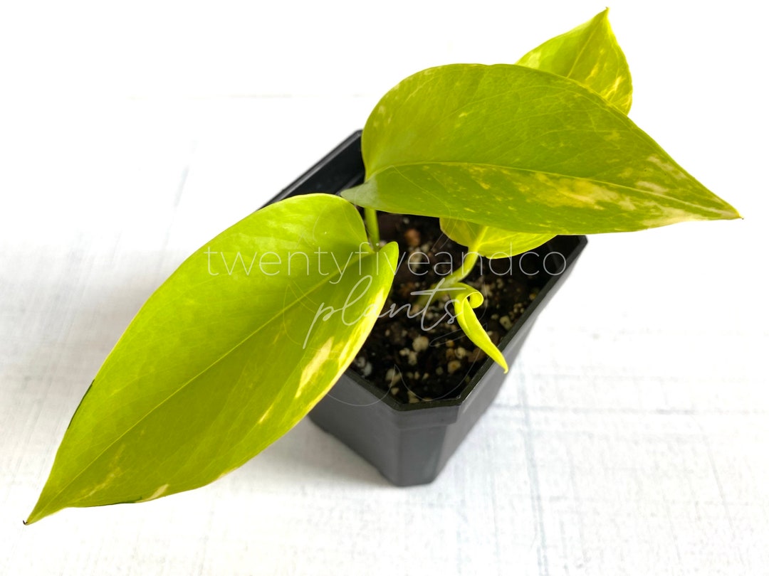 Variegated Neon Pothos Variegated Epipremnum Aureum Neon - Etsy