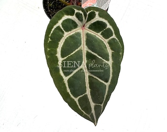 Anthurium Michelle Doc Block, Pick Your Plant - Etsy