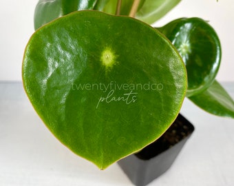 Raindrop Peperomia - Etsy