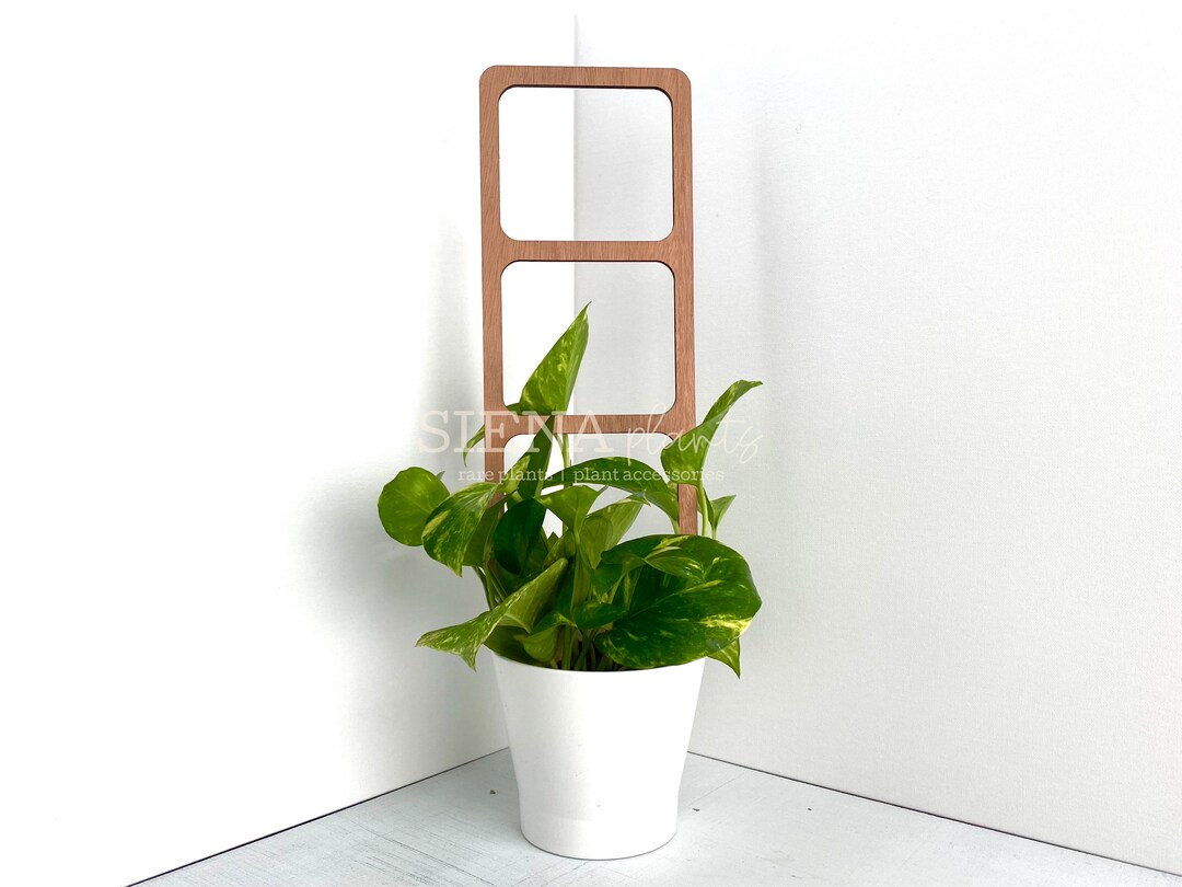 Square Trio Wood Plant Trellis, Indoor Plant Stakes, Hoya Trellis - Etsy