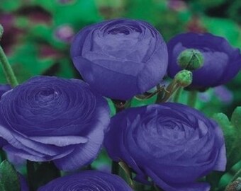 Blue Ranunculus | Etsy