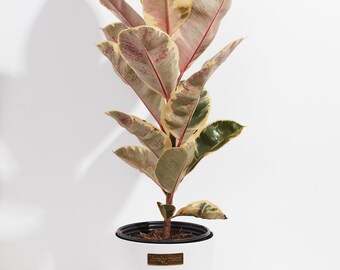 Ficus Elastica Decora - Etsy