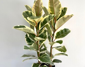 Ficus Elastica Decora - Etsy