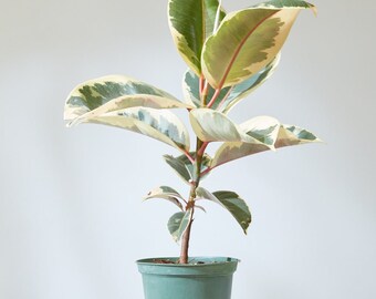 Ficus Elastica Decora - Etsy