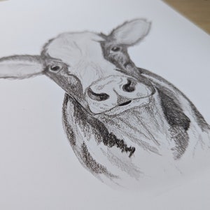 Hand-drawn Limited Edition Cow Print | Irish Artist - Etsy