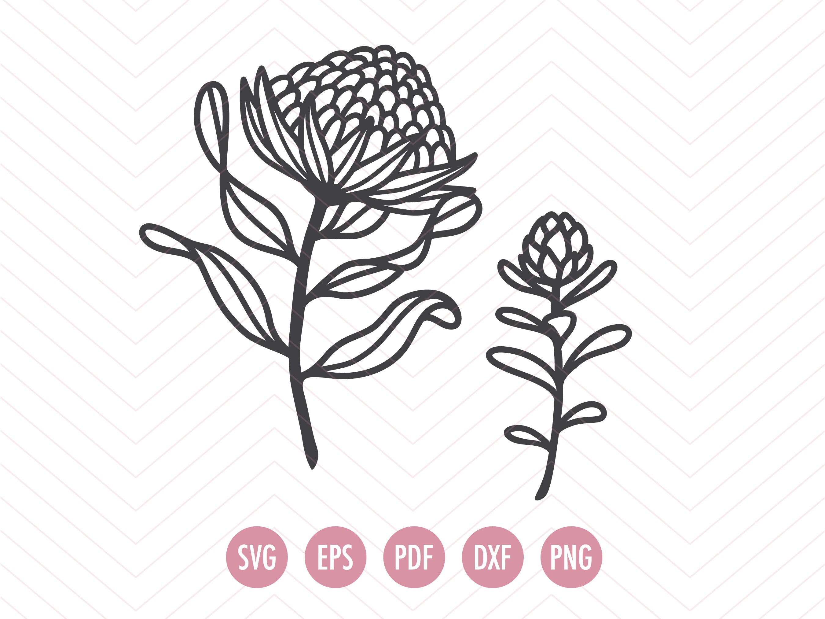 Waratah Flower, Foliage, Australian Natives Cut File, Clipart for ...