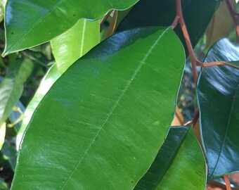 Caimito Chrysophyllum Cainito Loose Leaves - Etsy