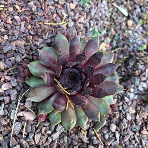 Hens and Chicks Succulent ‘blushing Garnet’ – Colorockz Sempervivum ...