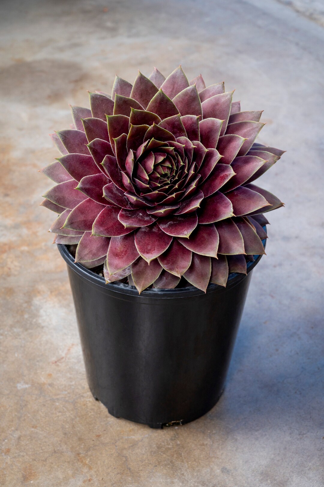 Hens and Chicks Supersemp Amythest Sempervivum Plug Plant - Etsy