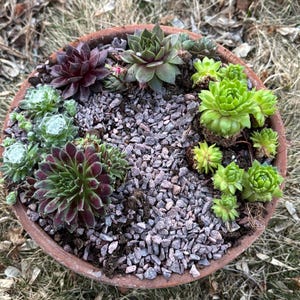 Hens and Chicks Succulent ‘blushing Garnet’ – Colorockz Sempervivum ...