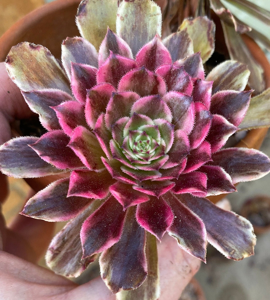 Aeonium 'ink Painting' Aka Aeonium 'ecstasy' - Etsy