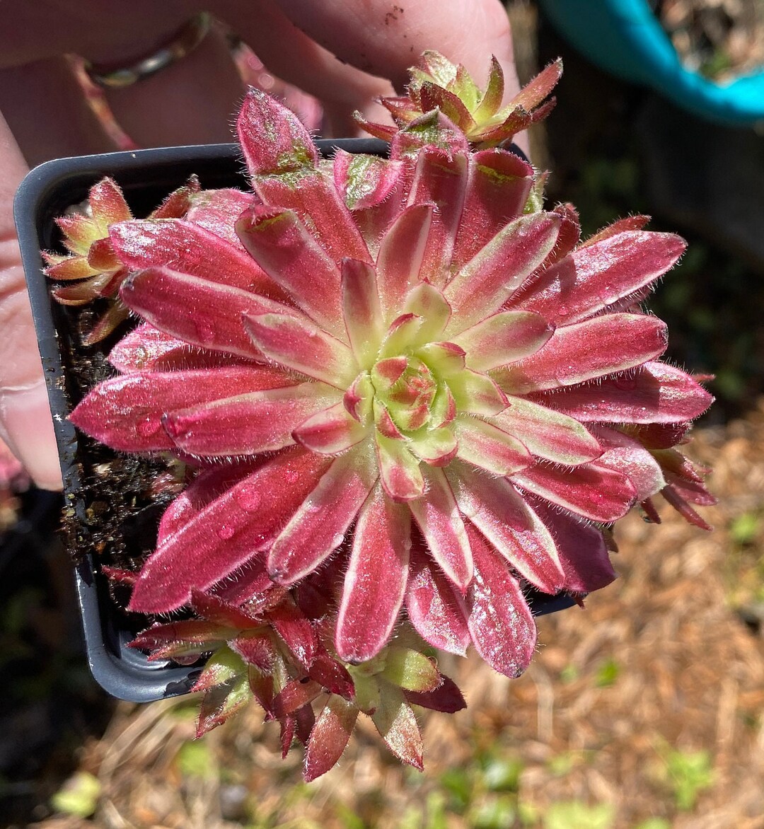 Chick Charms® Lotus Blossom Sempervivum - Rare Varigated Hens and ...