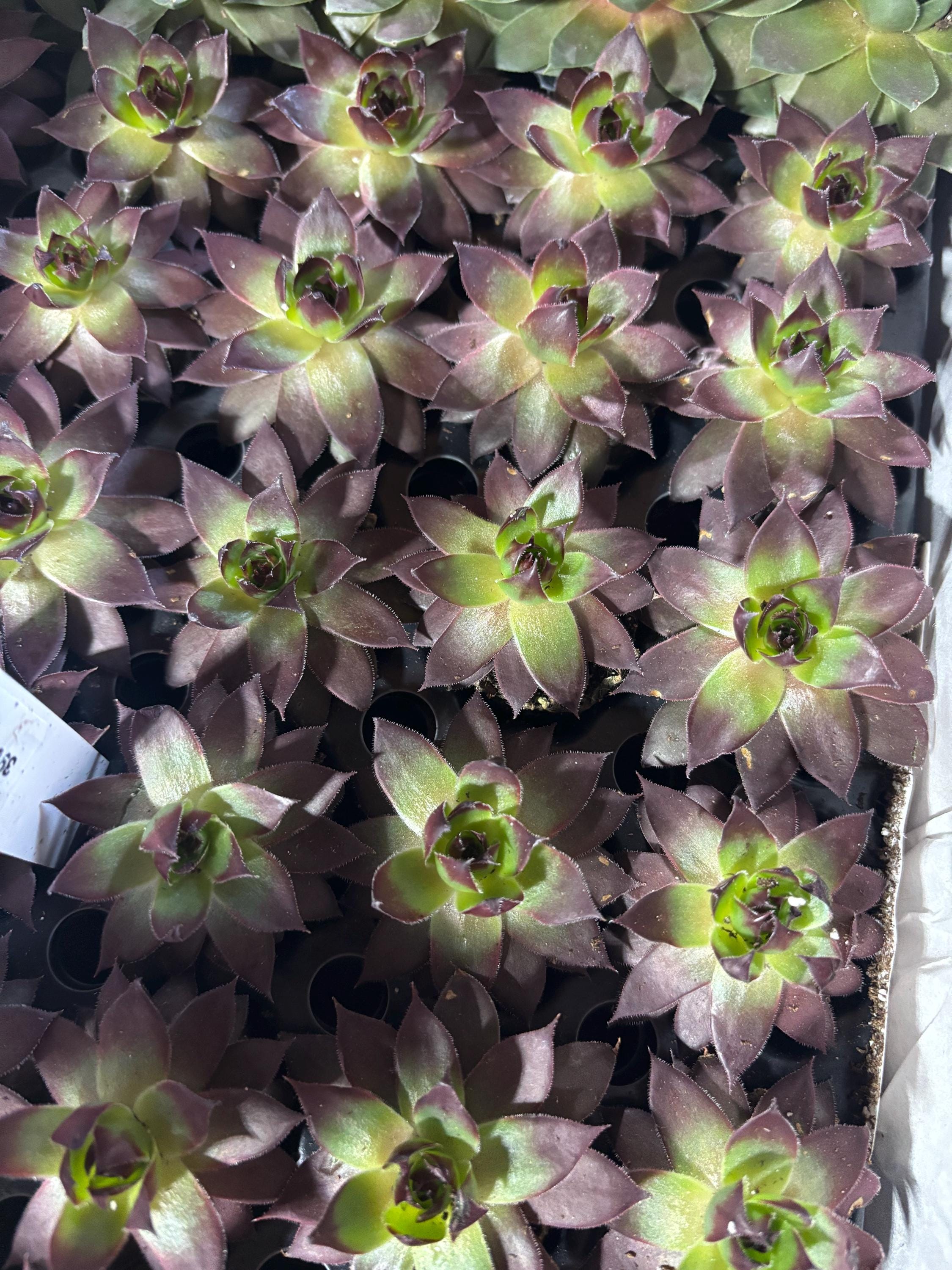 Sempervivum Supersemp Onyx - Cold Hardy Hen and Chicks Succulent ...