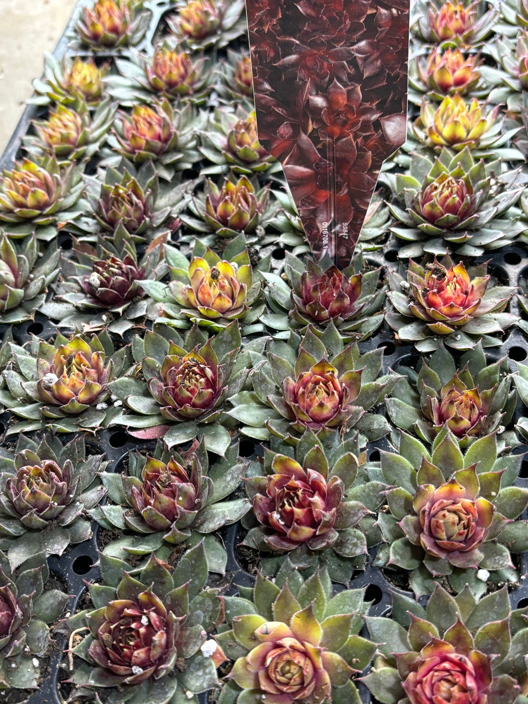 Hens and Chicks Succulent ‘blushing Garnet’ – Colorockz Sempervivum ...