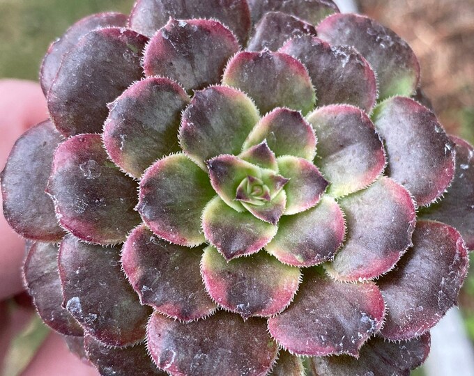 Aeonium 'ink Painting' Aka Aeonium 'ecstasy' - Etsy