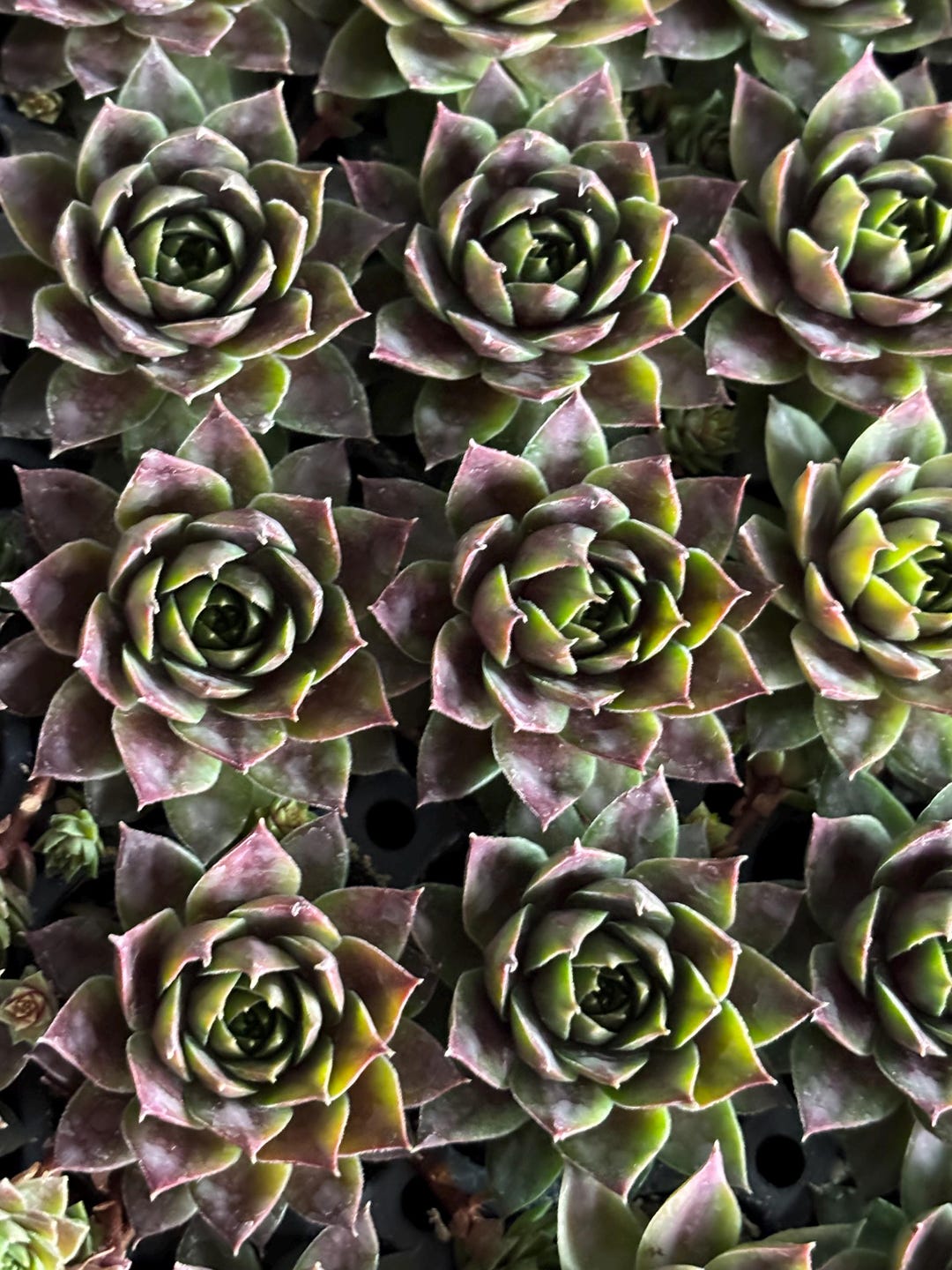 Sempervivum Colorockz ‘ruby Lime’ – Color-changing Hardy Succulent ...