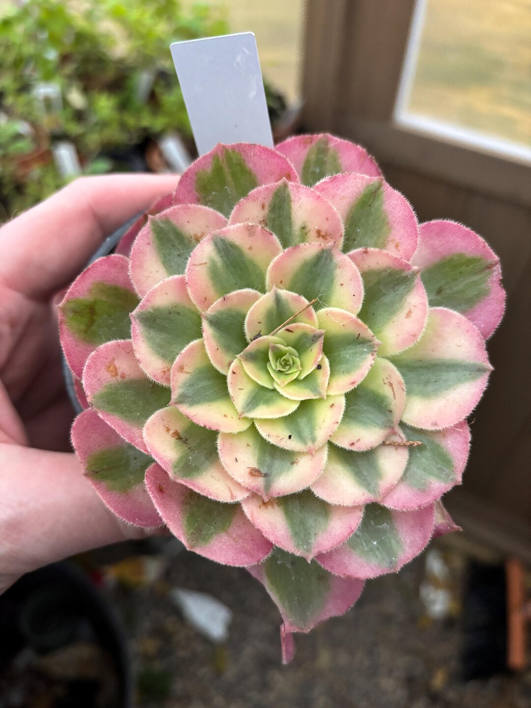 Aeonium 'allure' Cutting - Etsy