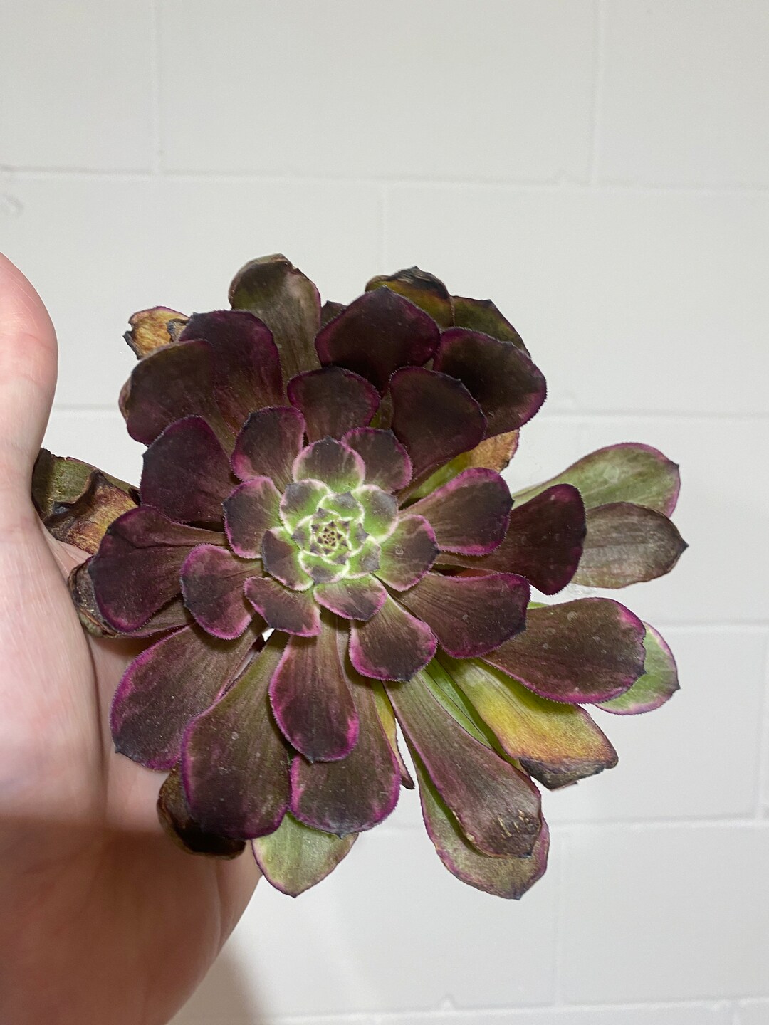 Aeonium 'ink Painting' Aka Aeonium 'ecstasy' - Etsy