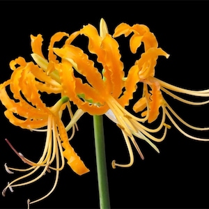 4 RARE Yellow Spider Lilies! Lycoris Aurea Var Sugens Semi Tropical ...