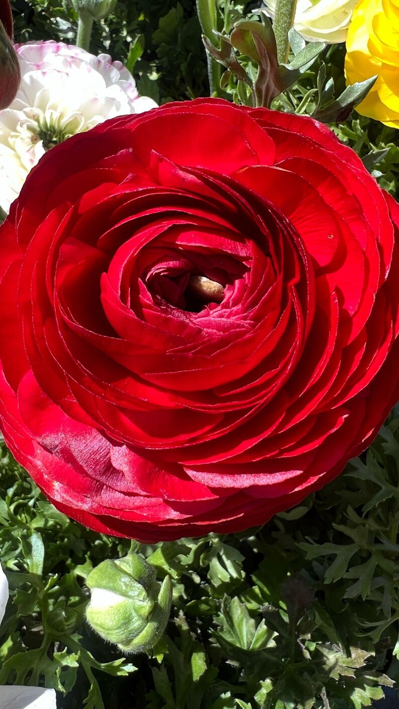 50 RED Ranunculus Bulbs DOUBLE Buttercups Spring BARGAIN! - Etsy