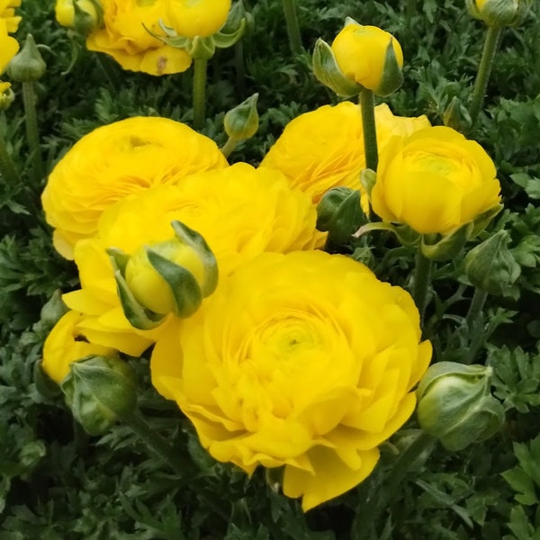 Italian Ranunculus - Etsy