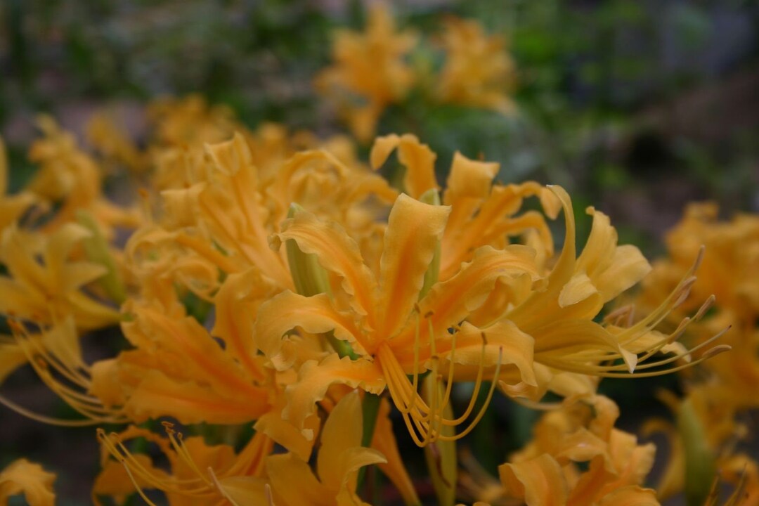 2 Lycoris Aurea Var Traubii From Japan RARE Yellow Spider Lilies! From ...