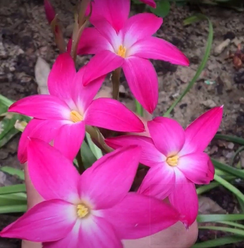 6 New Variety Rain Lily Bulbs Zephyranthes HEART THROB - Etsy