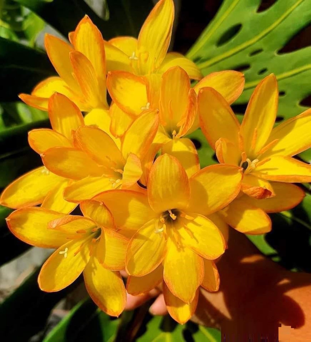 6 Z. Kings Ransom Rain Lily Bulbs! Zephyranthes Bulbs - Etsy