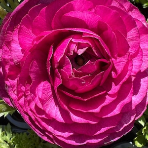 10,000 New! Mixed Color Ranunculus Bulbs DOUBLE Buttercups Spring ...