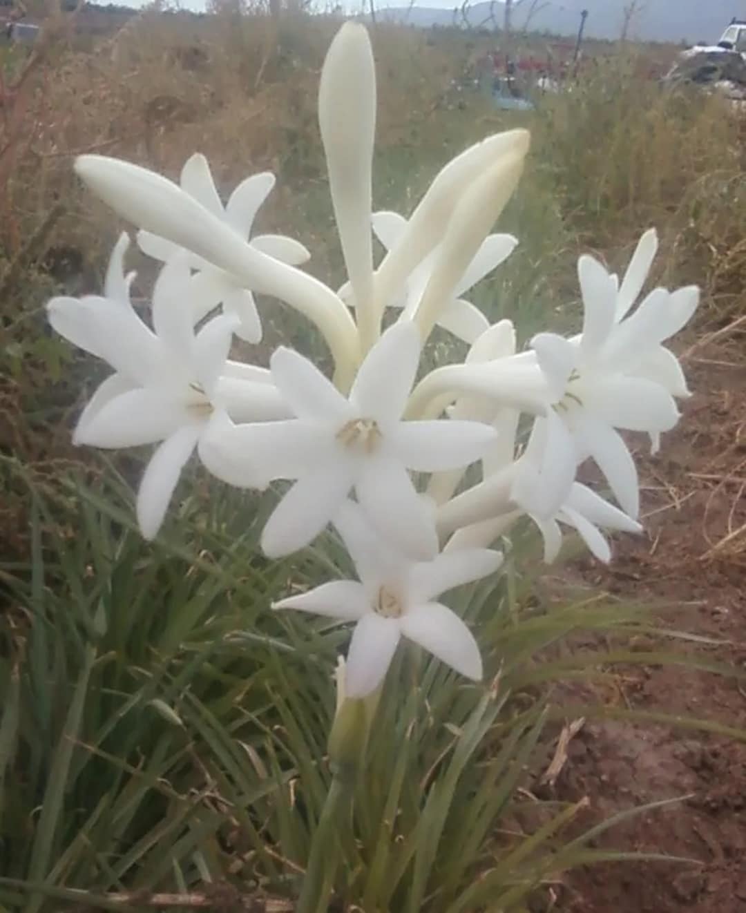 7 Single Mexican Tuberose Polianthes Lily SMALL Bulbsfragrantheat Hardy ...