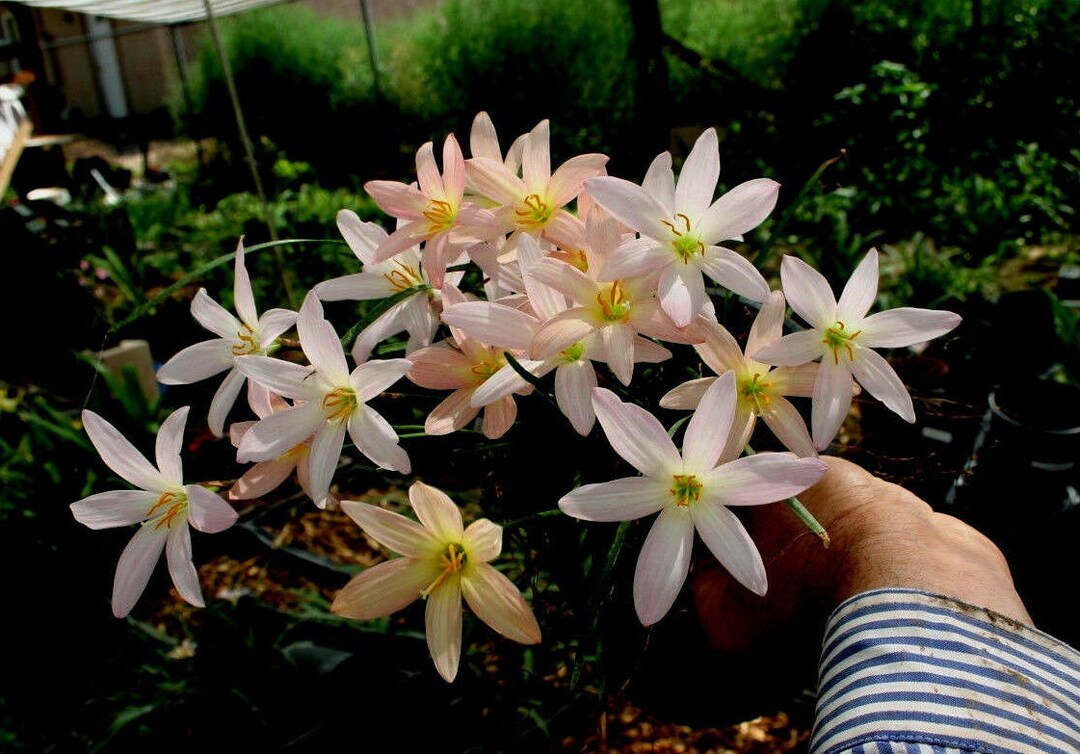 15 Coral Rain Lily Bulbs Zephyranthes PRAIRIE SUNSET - Etsy