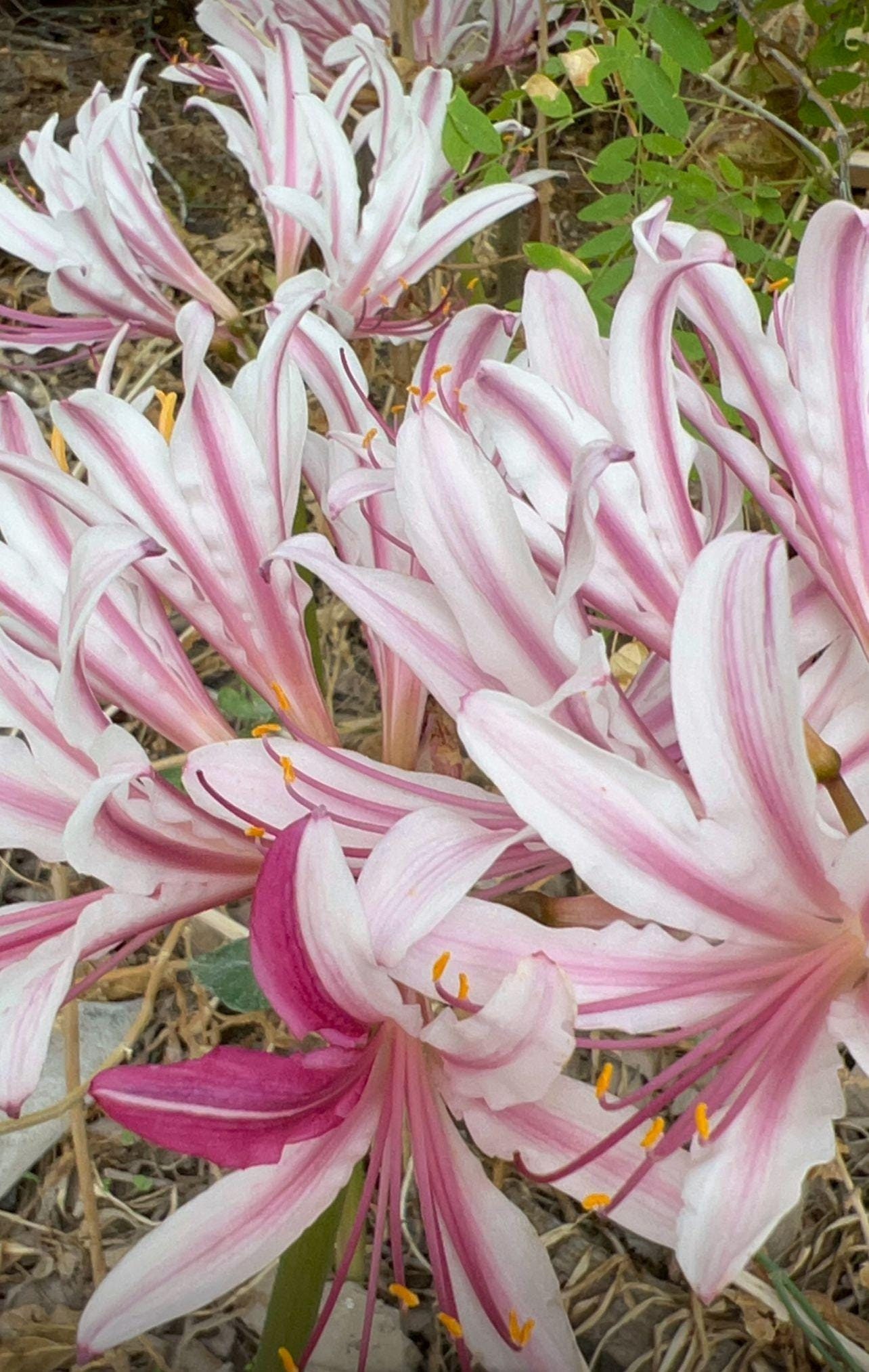 2 Lycoris Incarnata Peppermint SPIDER LILY Rare Bulb~heat & Cold Hardy ...