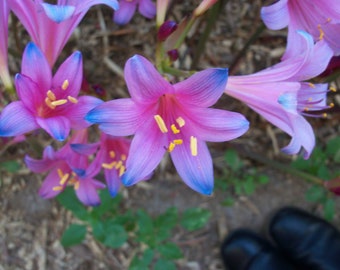 Blue Spider Lily - Etsy