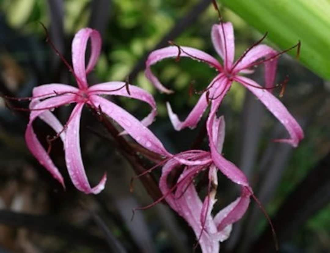 2 Crinum BABY BURGUNDY Aka 'menehune' Semi Aquatic Purple Foliage Bulb ...