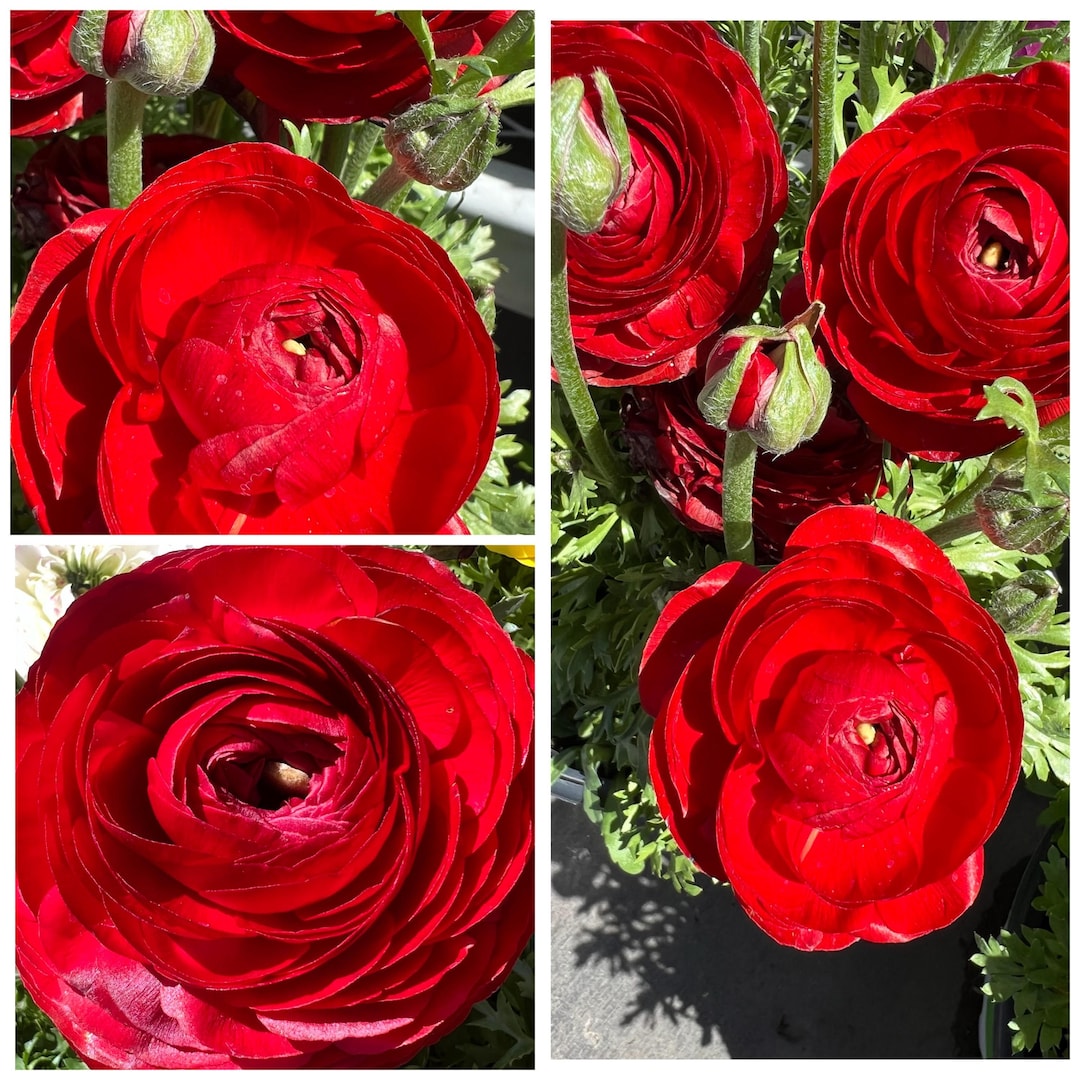 50 RED Ranunculus Bulbs DOUBLE Buttercups Spring BARGAIN! - Etsy