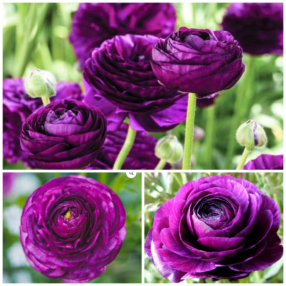 50 PURPLE Ranunculus Bulbs DOUBLE Buttercups Spring BARGAIN! - Etsy