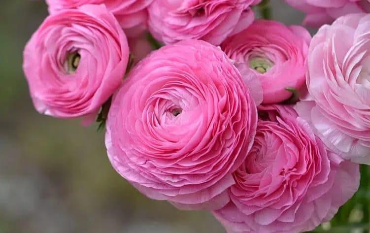 50 PINK Ranunculus Bulbs DOUBLE Buttercups Spring BARGAIN! - Etsy