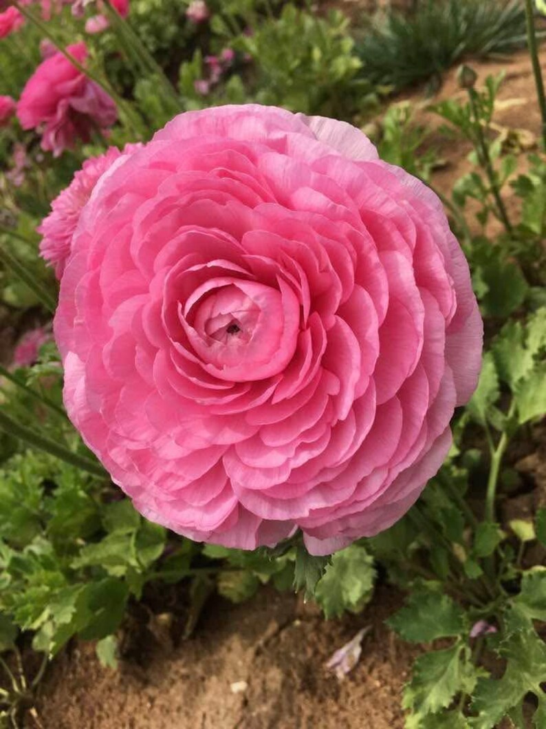 50 PINK Ranunculus Bulbs DOUBLE Buttercups Spring BARGAIN! - Etsy