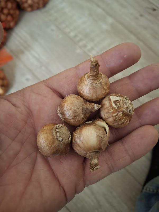 6 Z. Kings Ransom Rain Lily Bulbs! Zephyranthes Bulbs - Etsy